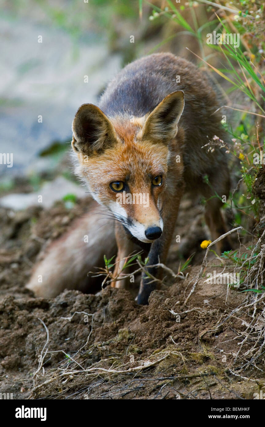Red fox (Vulpes vulpes) stalking prey along river bank Stock Photo - Alamy