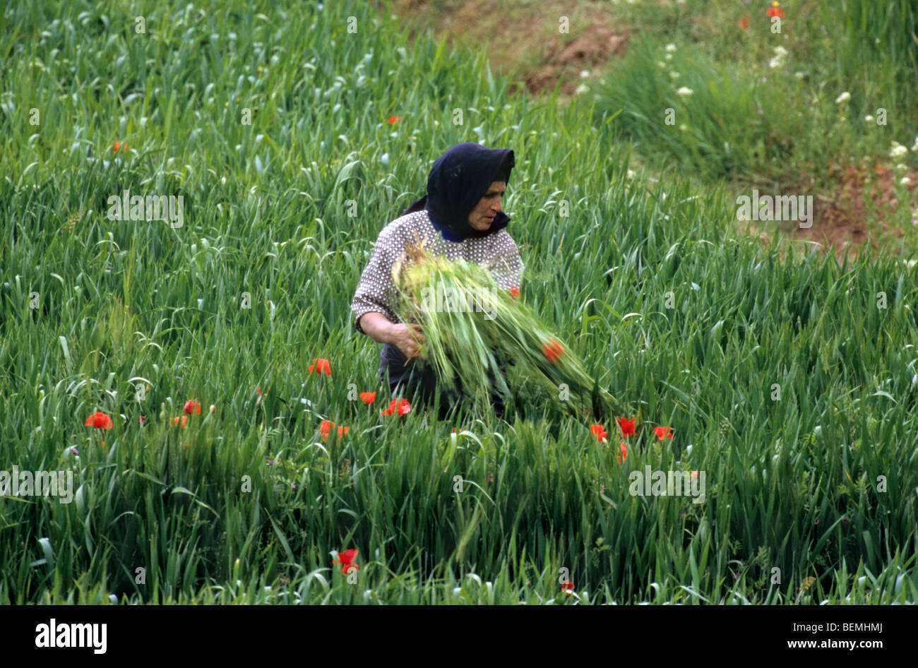 Woman weeding weeds in field in the Dades Valley, High Atlas, Morocco ...