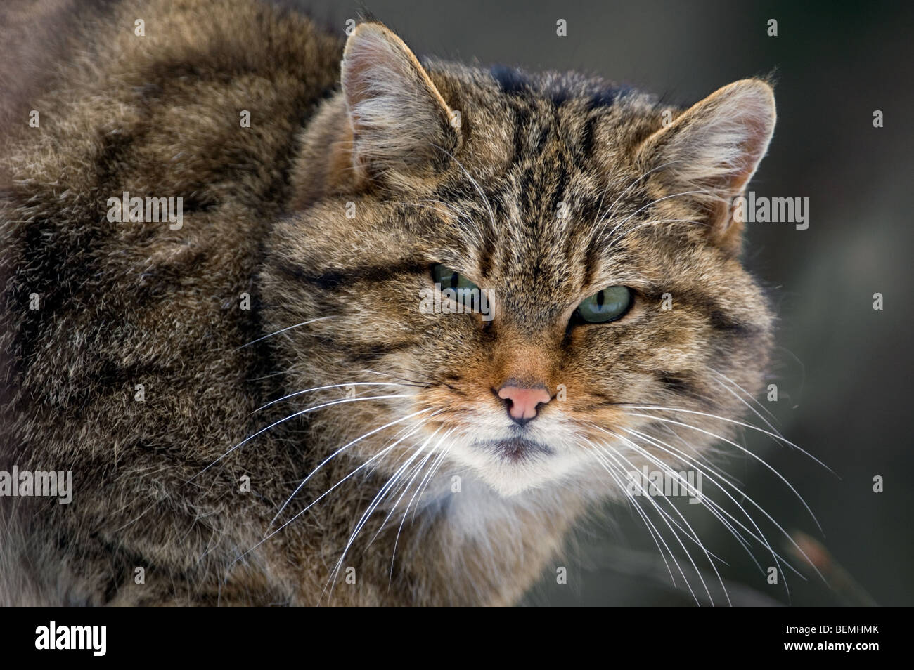 Wildlife scottish wildcat hi-res stock photography and images - Alamy