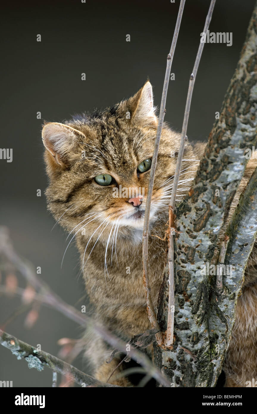 Scottish wildcat uk winter hi-res stock photography and images - Alamy
