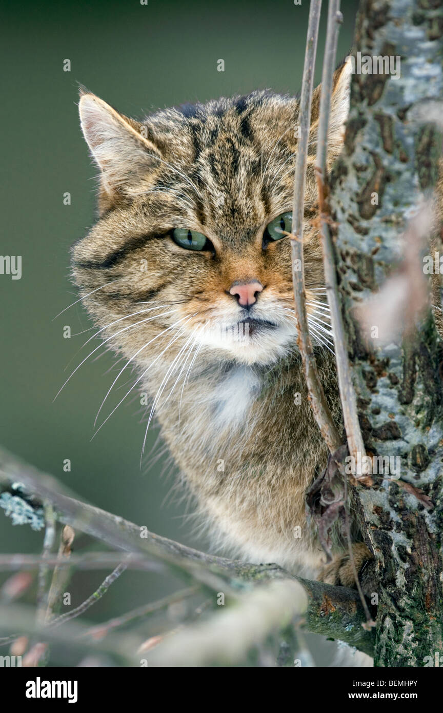 Scottish wildcat snow hi-res stock photography and images - Alamy
