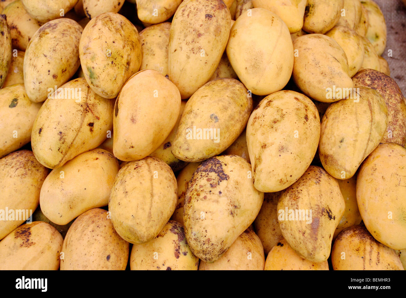 A stack of riped yellow mangoes Stock Photo - Alamy