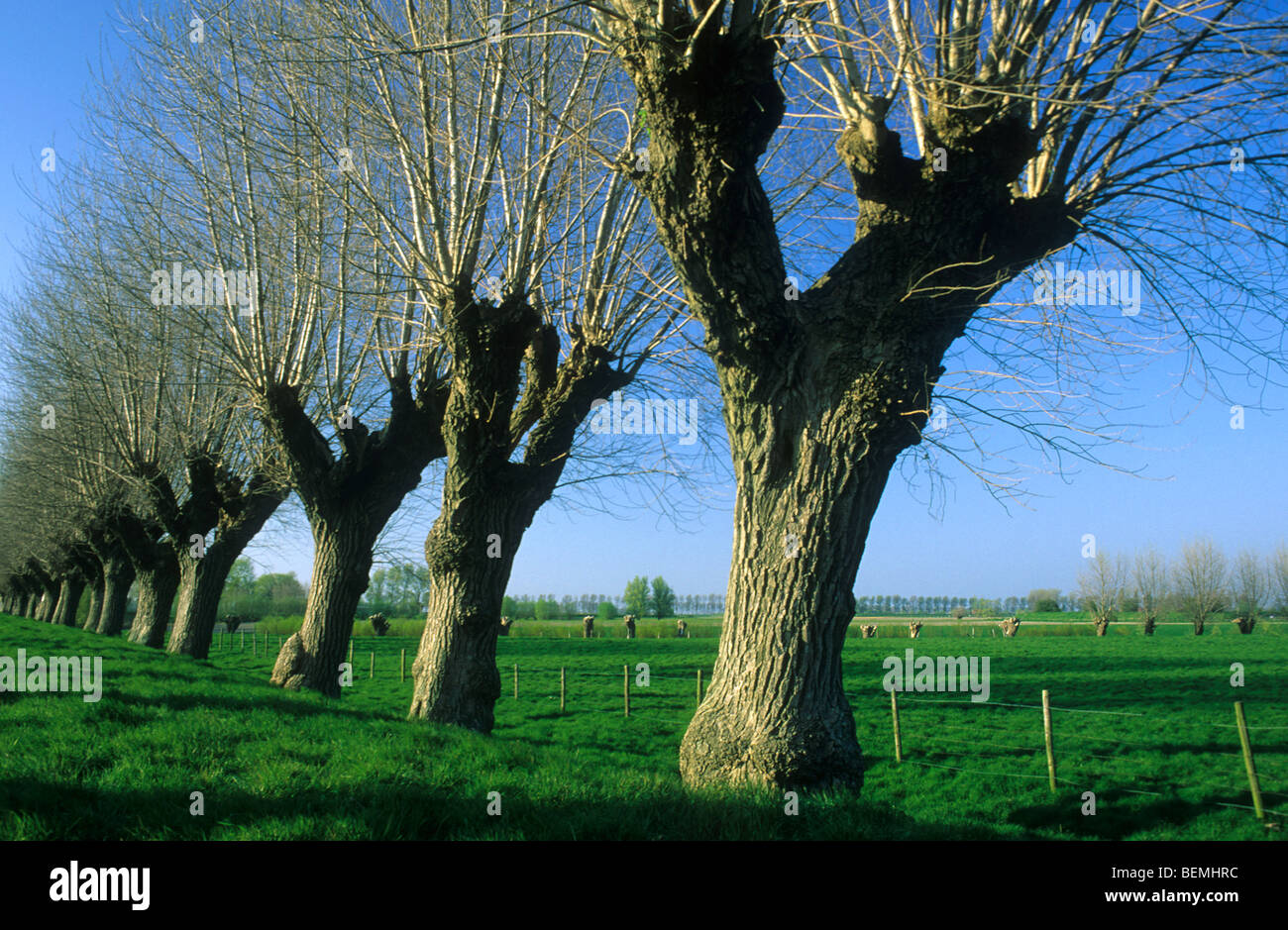 Pollard poplars polder retranchement hi-res stock photography and ...