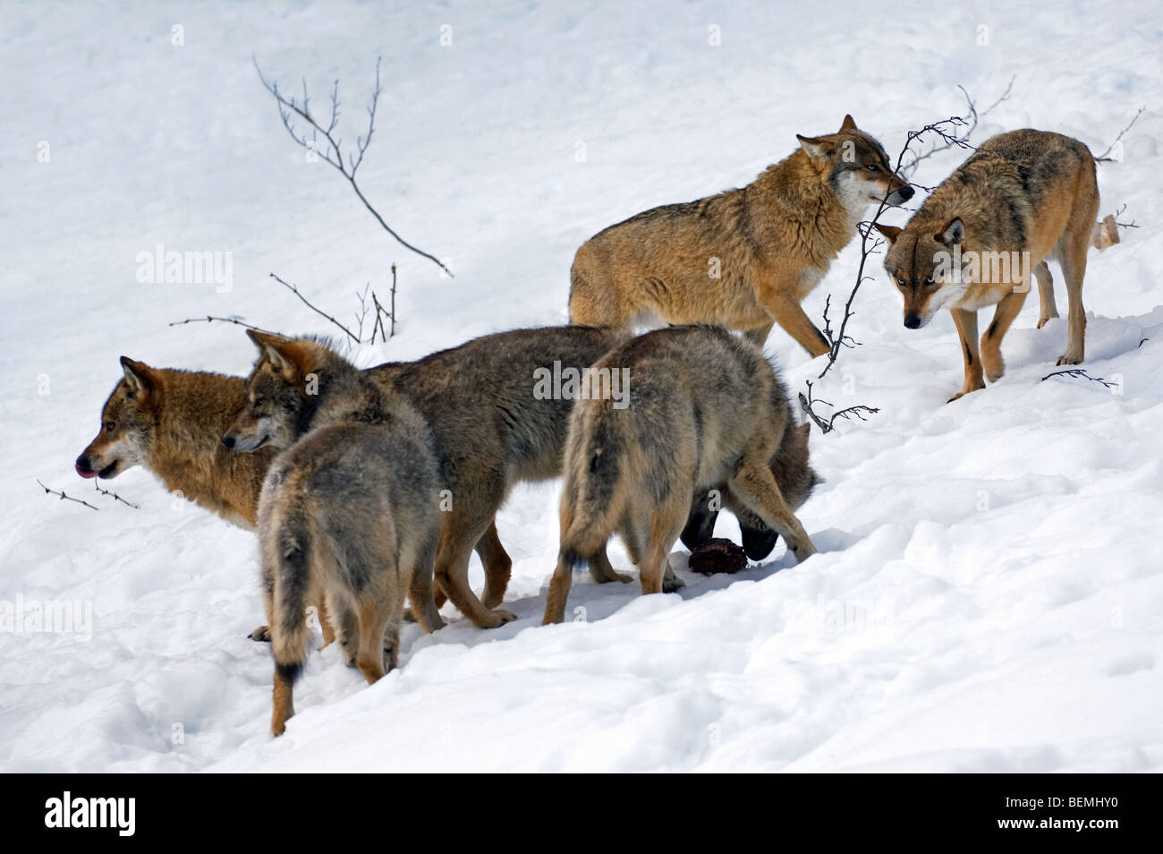 Grey Wolves Greeting High Resolution Stock Photography and Images - Alamy