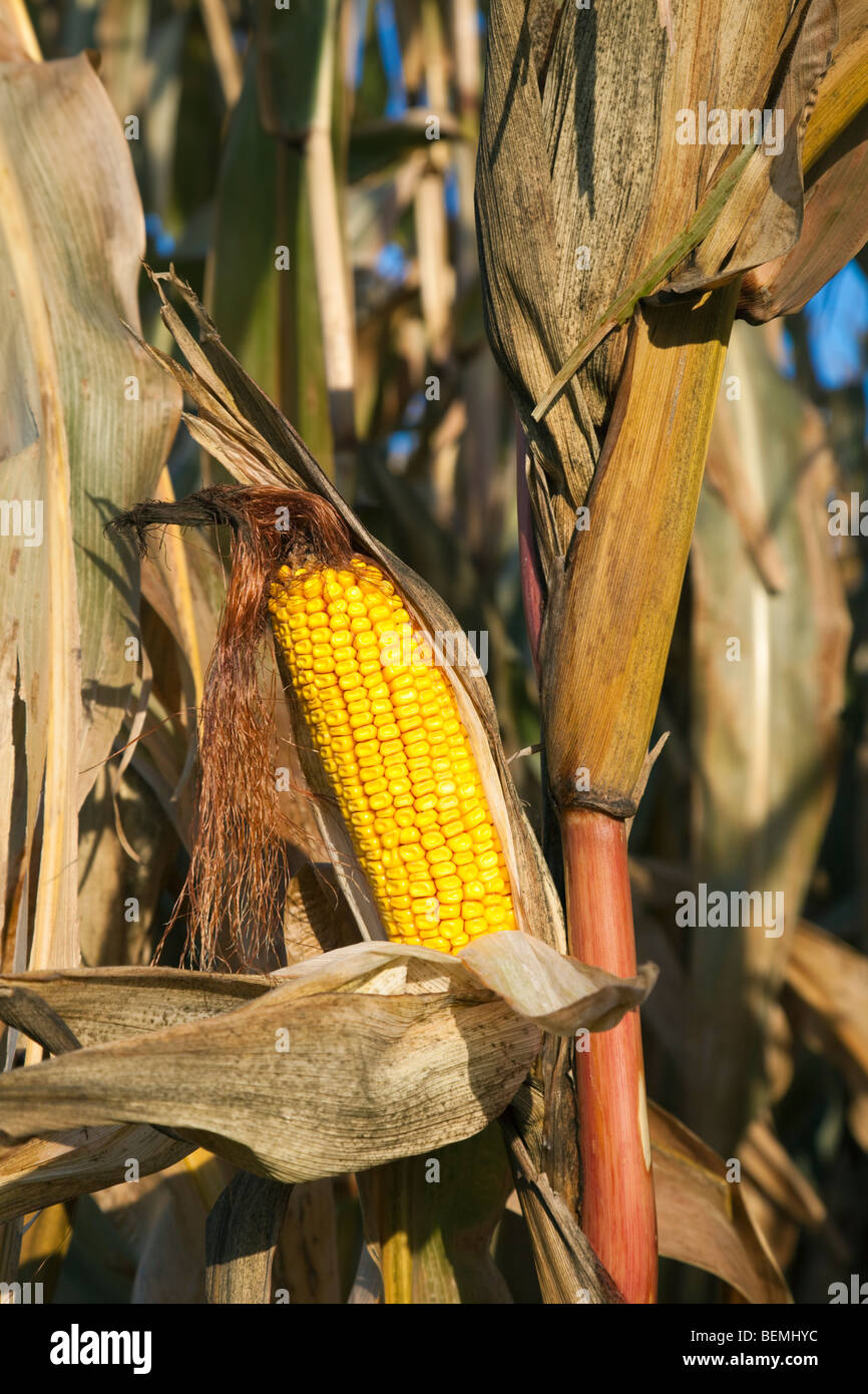 Corn in October Stock Photo - Alamy