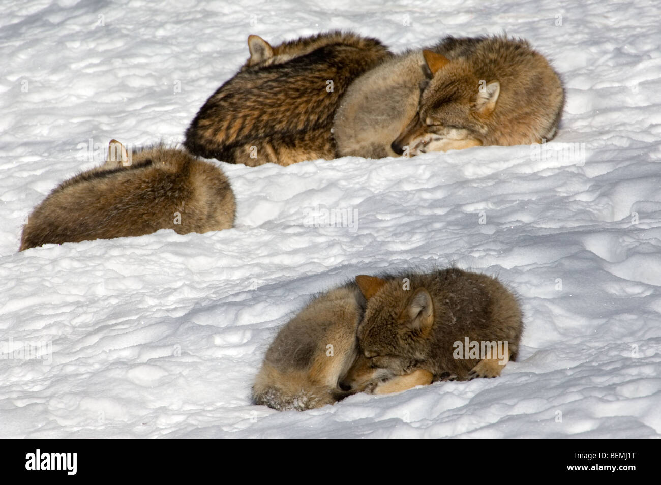 Pack of grey wolves (Canis lupus) sleeping curled up in the snow in ...