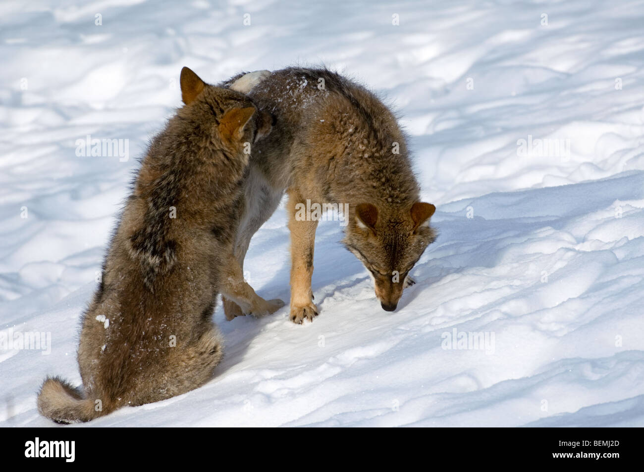 Two European grey wolves (Canis lupus) meeting and greeting by smelling ...