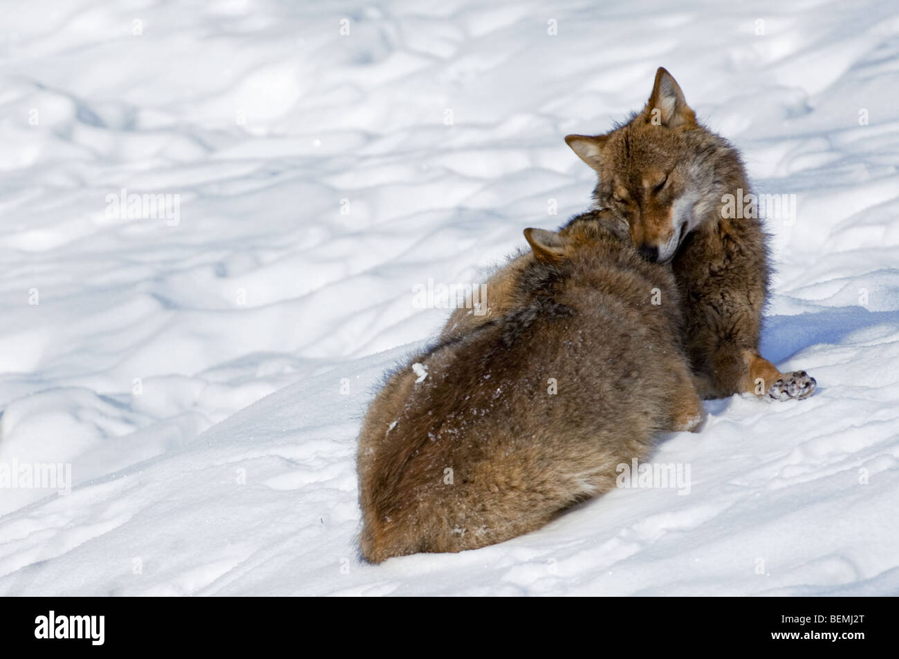 Grey wolves greeting hi-res stock photography and images - Alamy