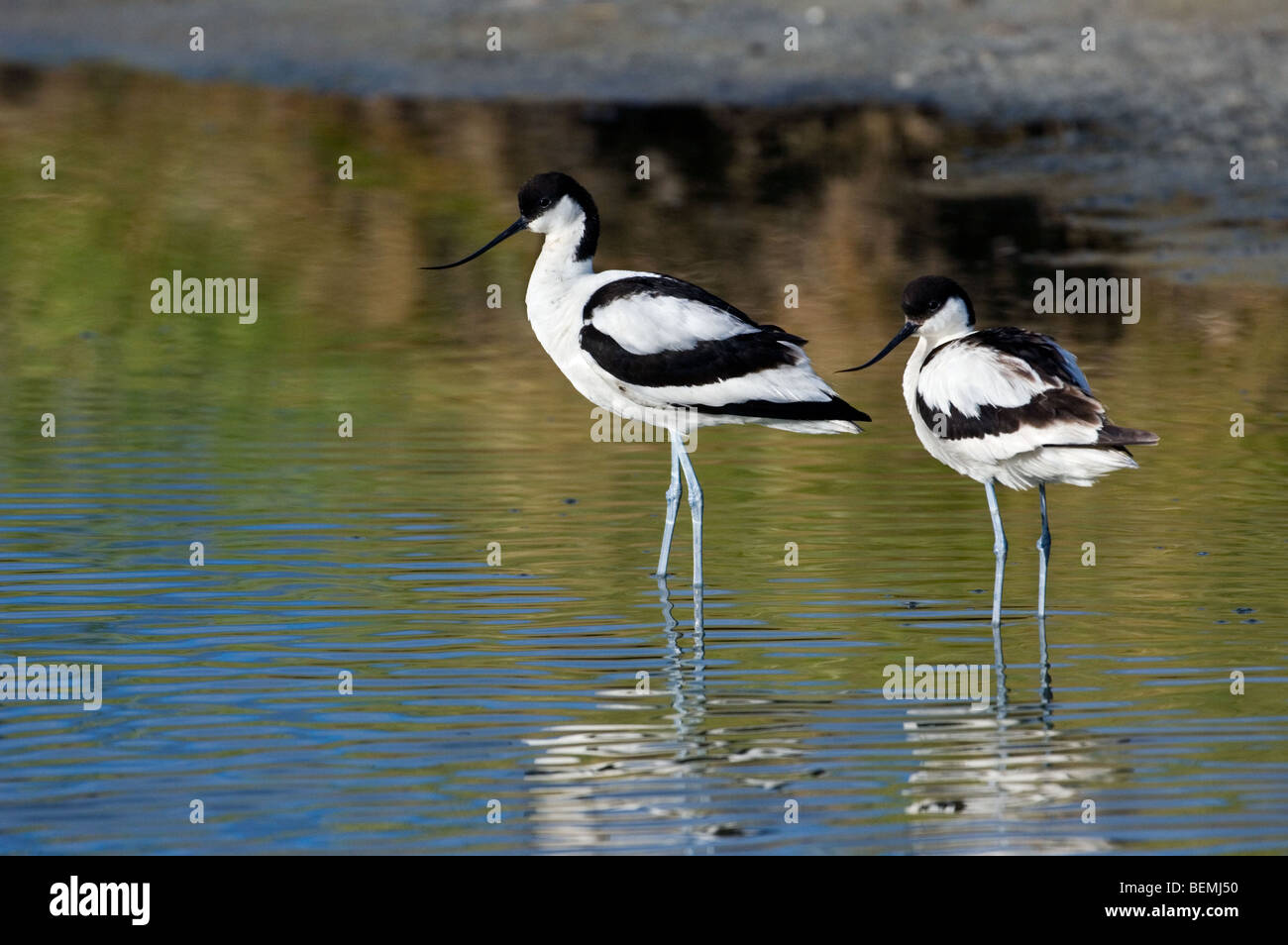 Two pied avocets (Recurvirostra avosetta) standing in shallow water ...