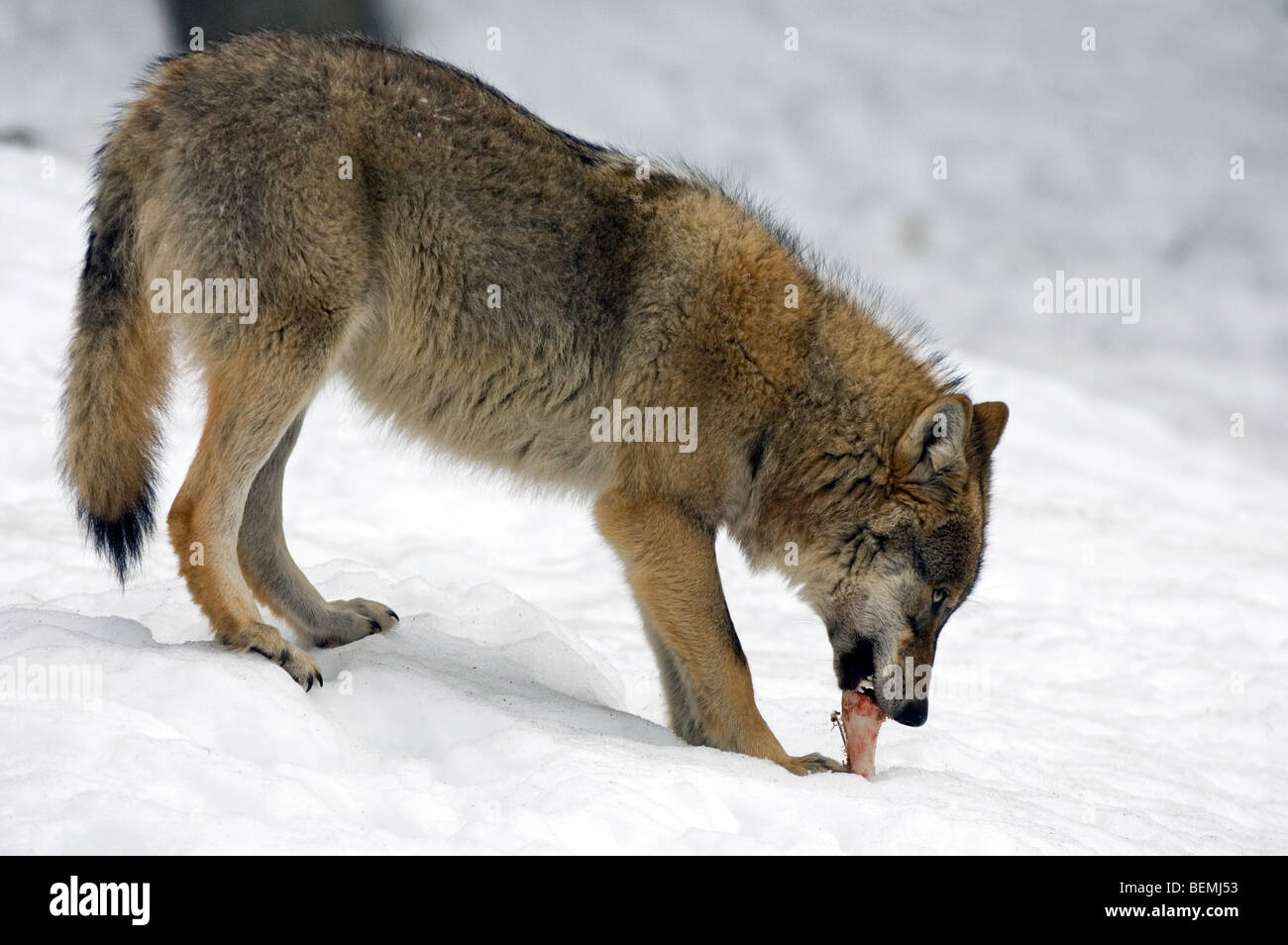 European grey wolf (Canis lupus) eating bone in the snow in winter ...