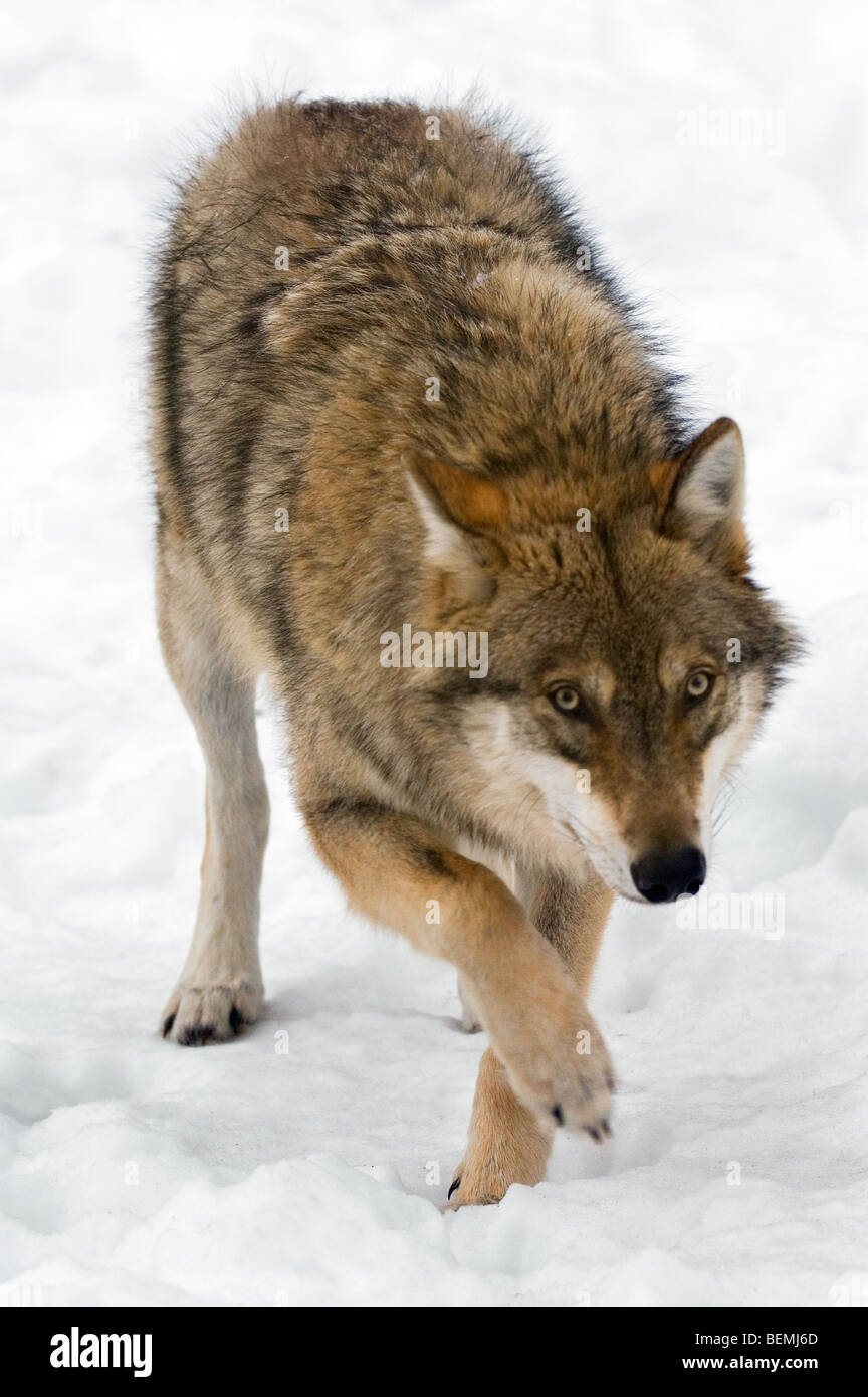Gray Wolf Running Side View