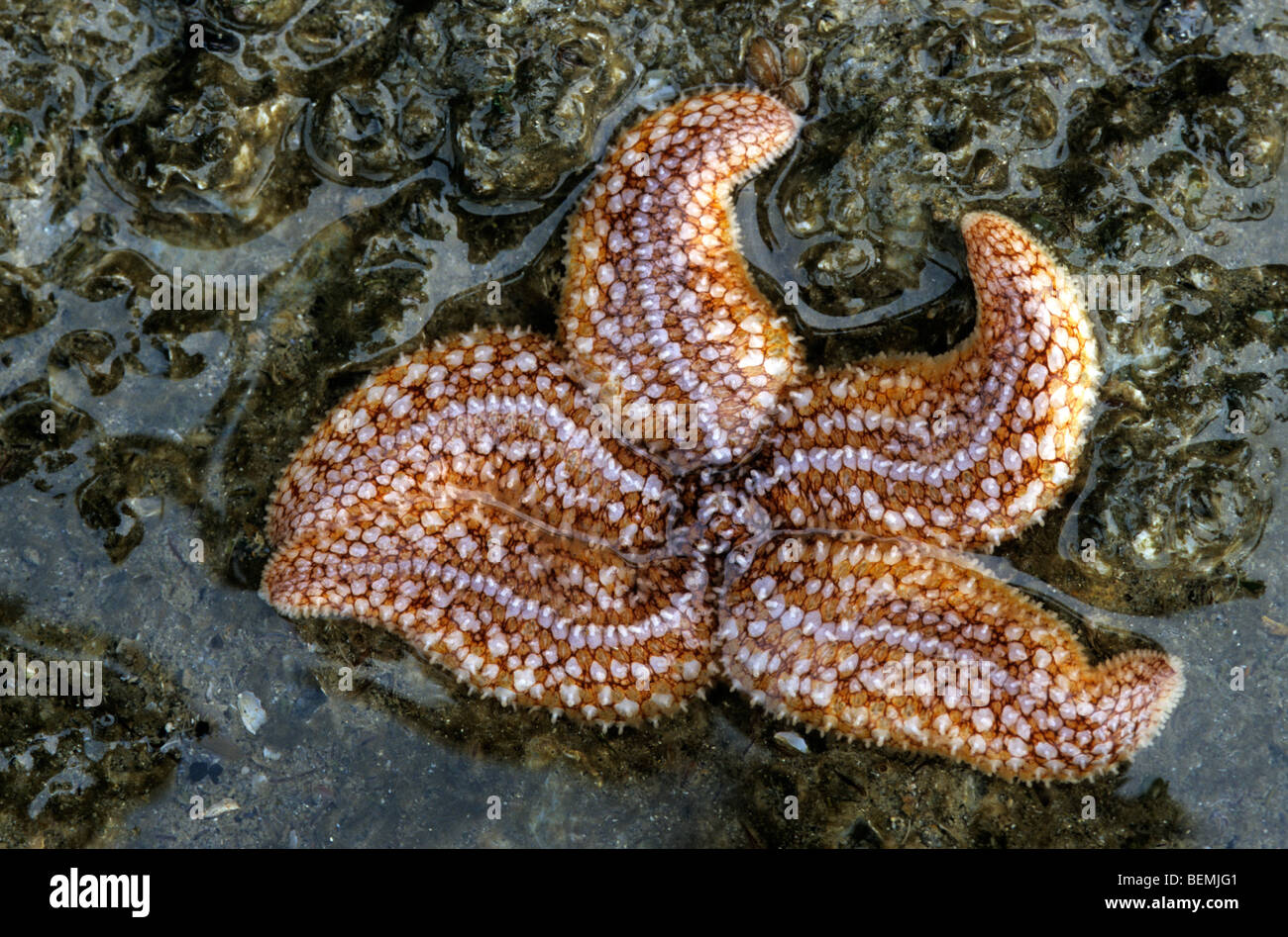 Common starfish (Asterias rubens) in tide pool, Belgium Stock Photo - Alamy