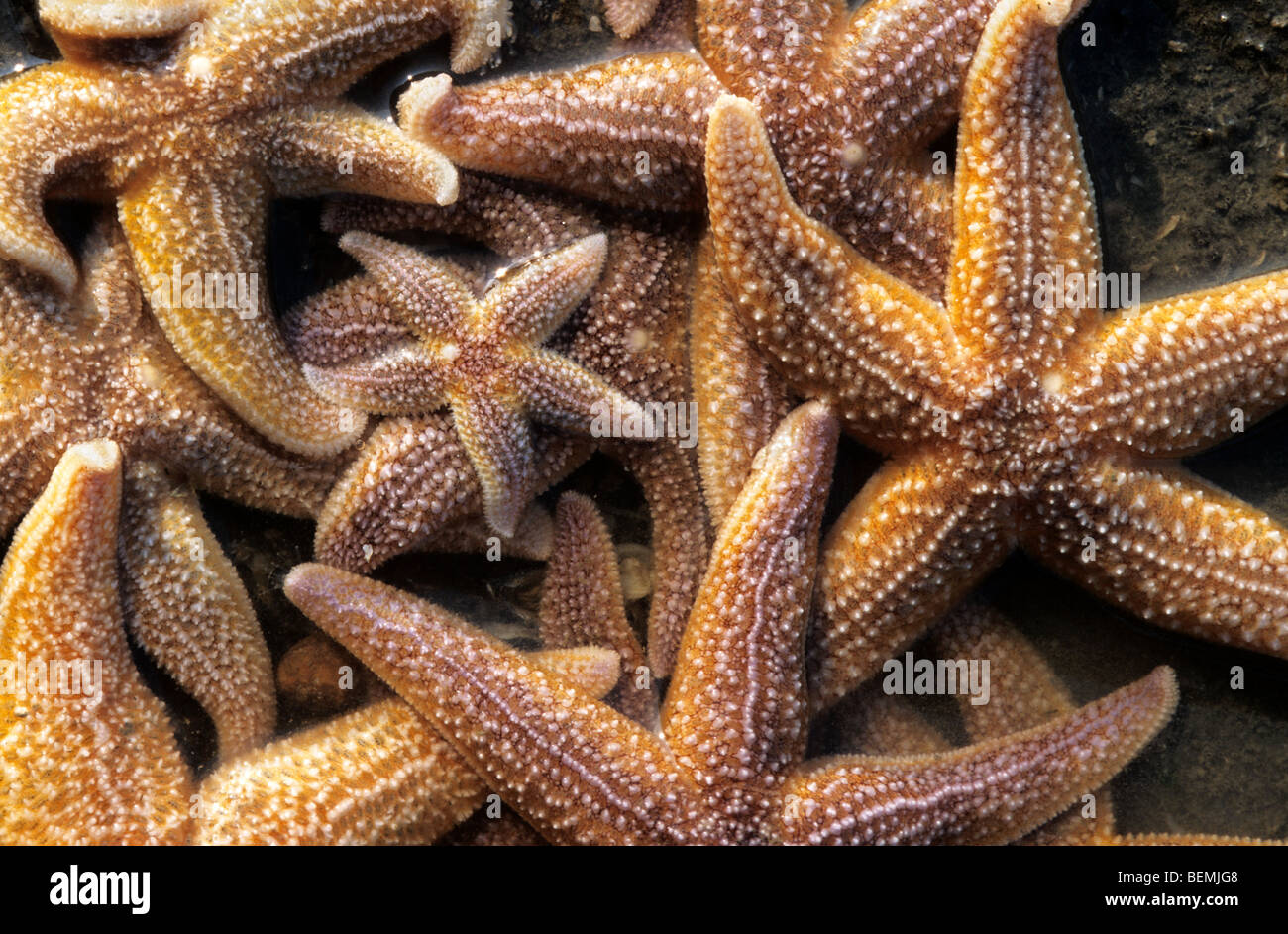 Common starfish asterias rubens on hi-res stock photography and images ...