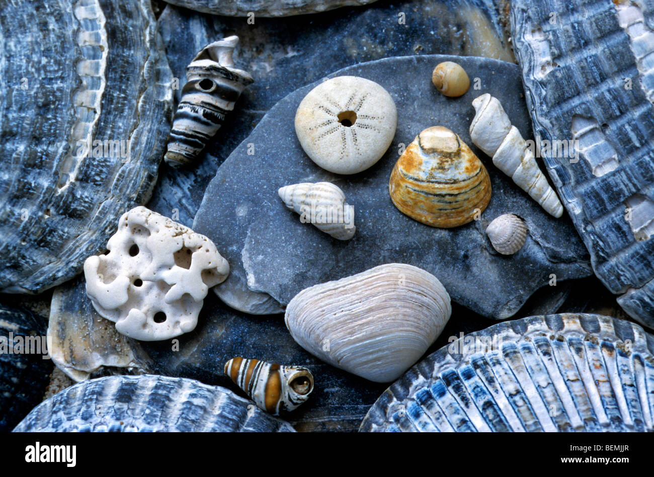 Blue fossil shells on beach along the North Sea at Knokke, Belgium ...