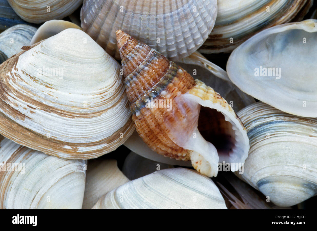 Netted dog whelk (Nassarius reticulatus) among shells, Belgium Stock ...
