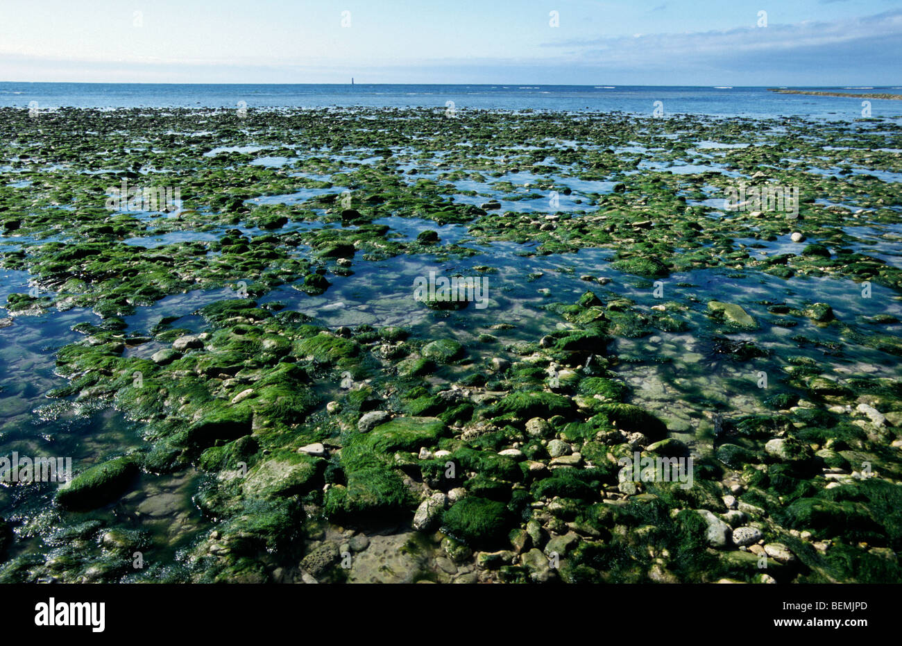 Seaweed at low tide hi-res stock photography and images - Alamy
