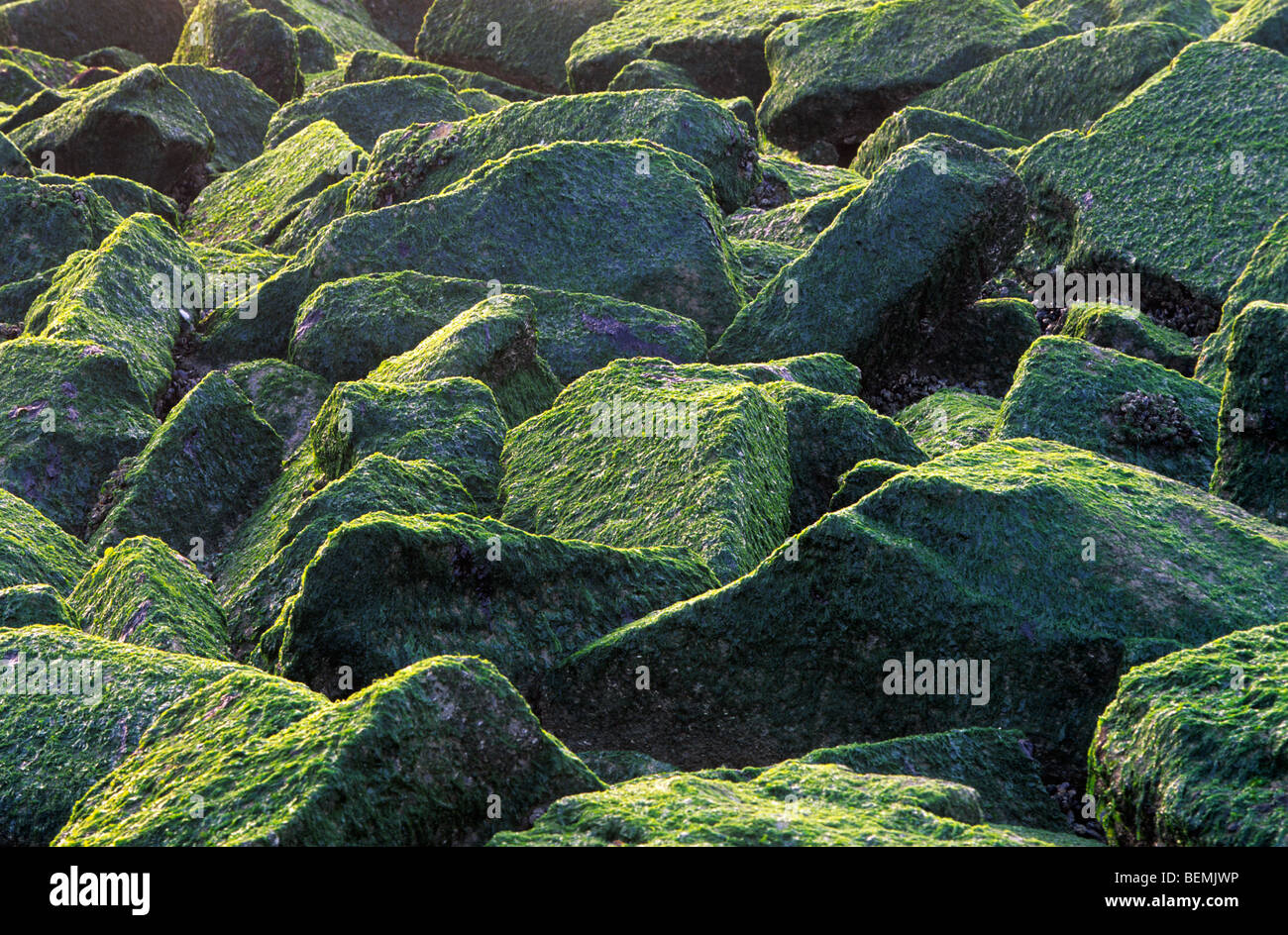 Boulders from breakwater / mole / groin / groyne covered in alga ...