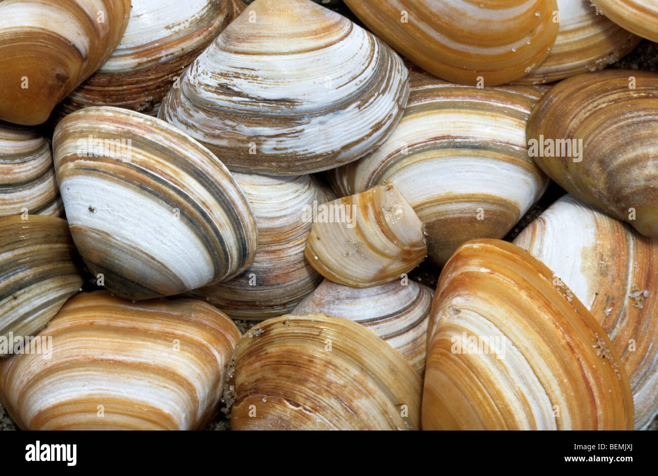 Cut-trough shell (Spisula subtruncata) on beach, Belgium Stock Photo ...