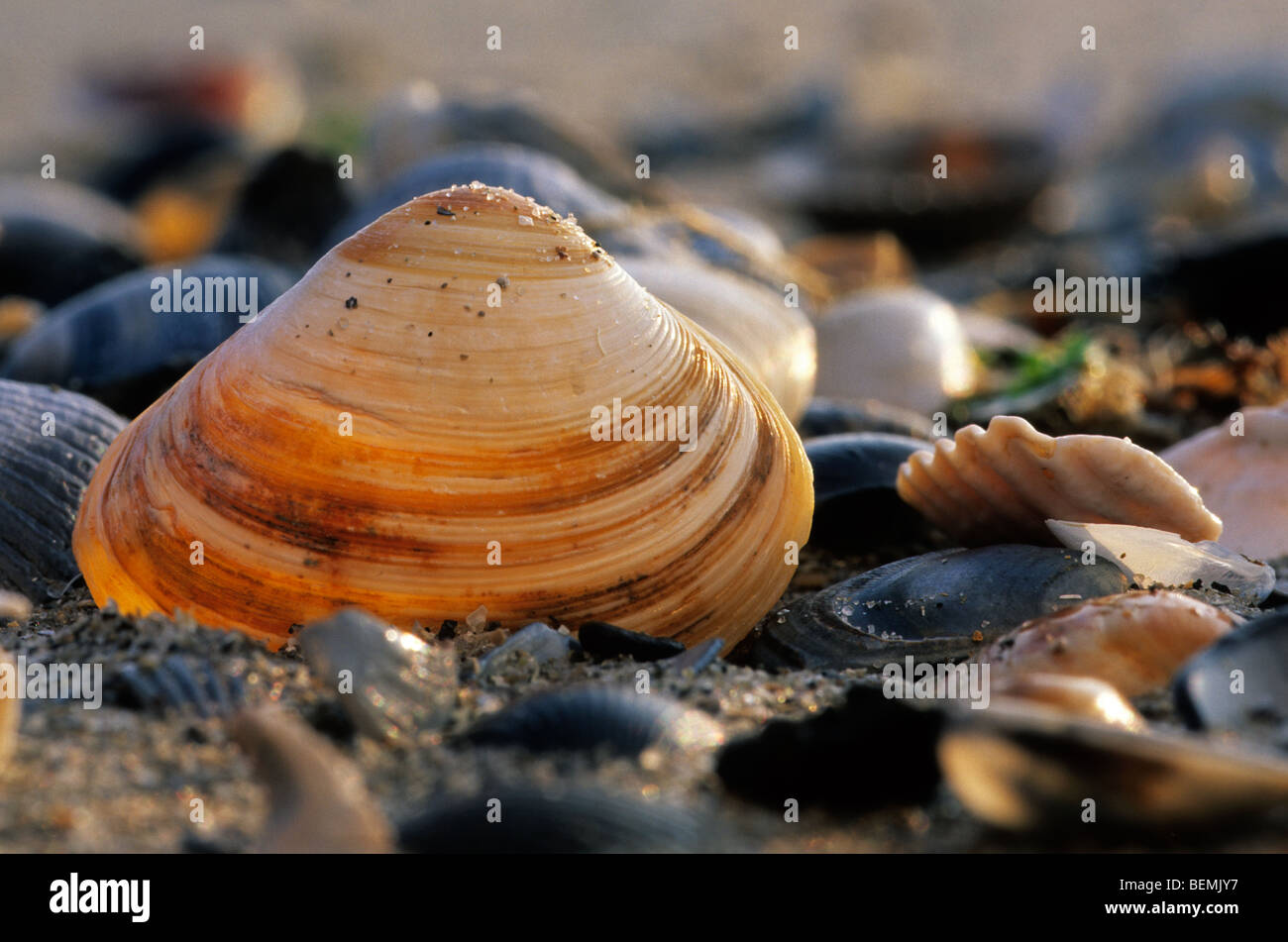 Trough shells hi-res stock photography and images - Alamy