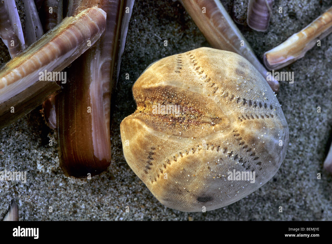 Sea potato / sea urchin (Echinocardium cordatum) shell washed on beach ...