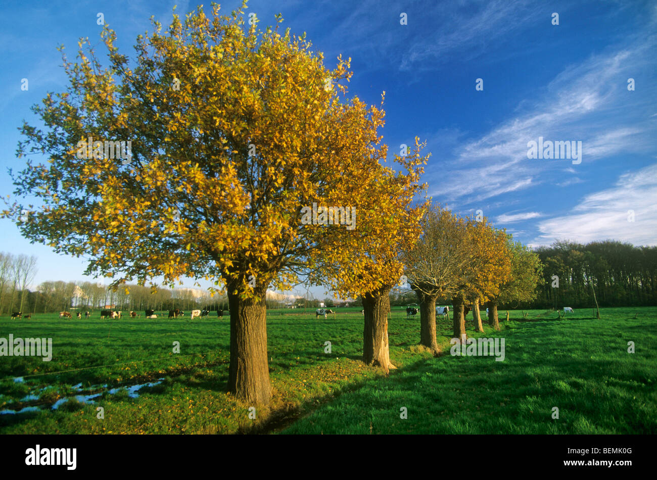 Pollard English oak trees (Quercus robur) in field, Belgium Stock Photo ...