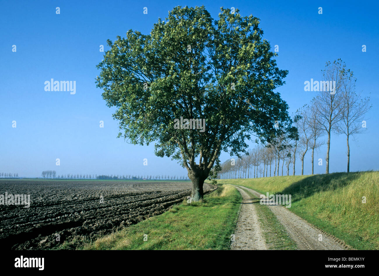 Pollarded ash tree hi-res stock photography and images - Alamy