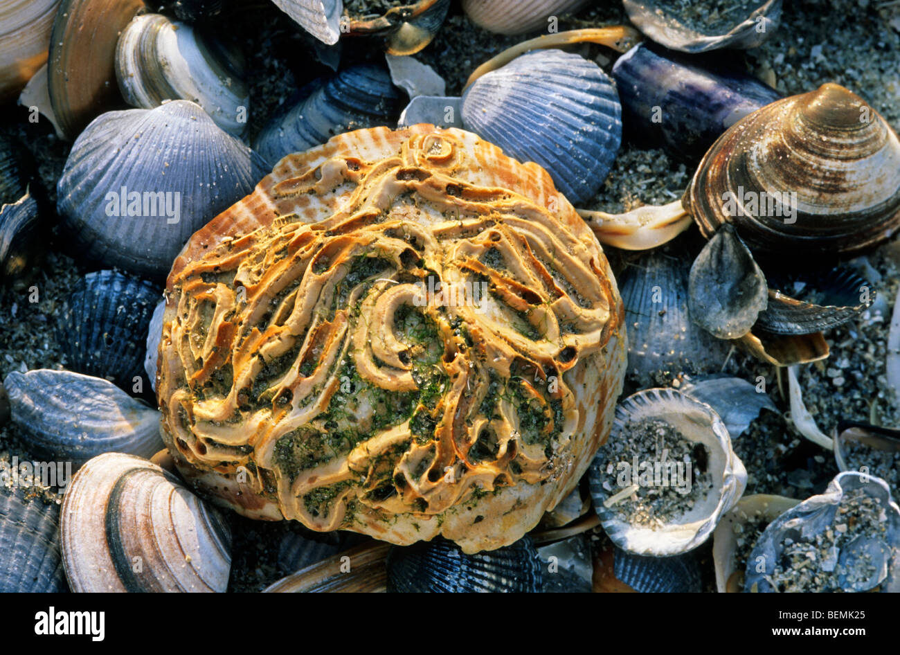 Tubeworms (Pomatoceros sp.) amongst shells on beach, Belgium Stock ...
