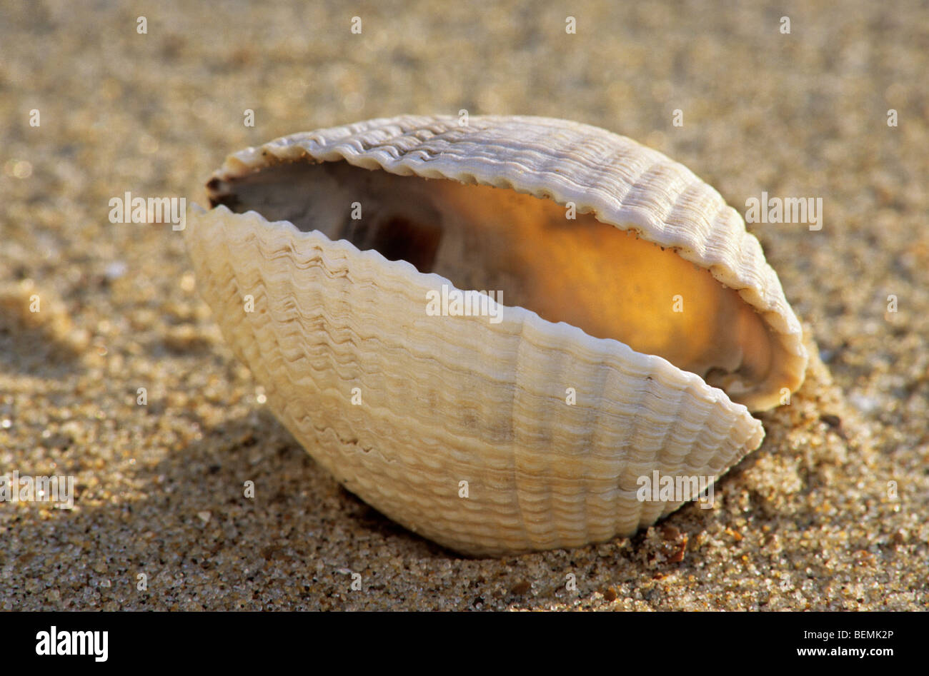 Common cockle (Cerastoderma edule / Cardium edule) on beach, Belgium ...
