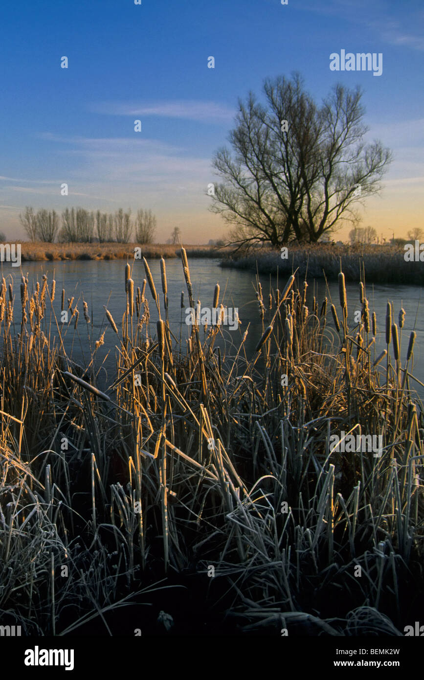 Reeds border hi-res stock photography and images - Alamy