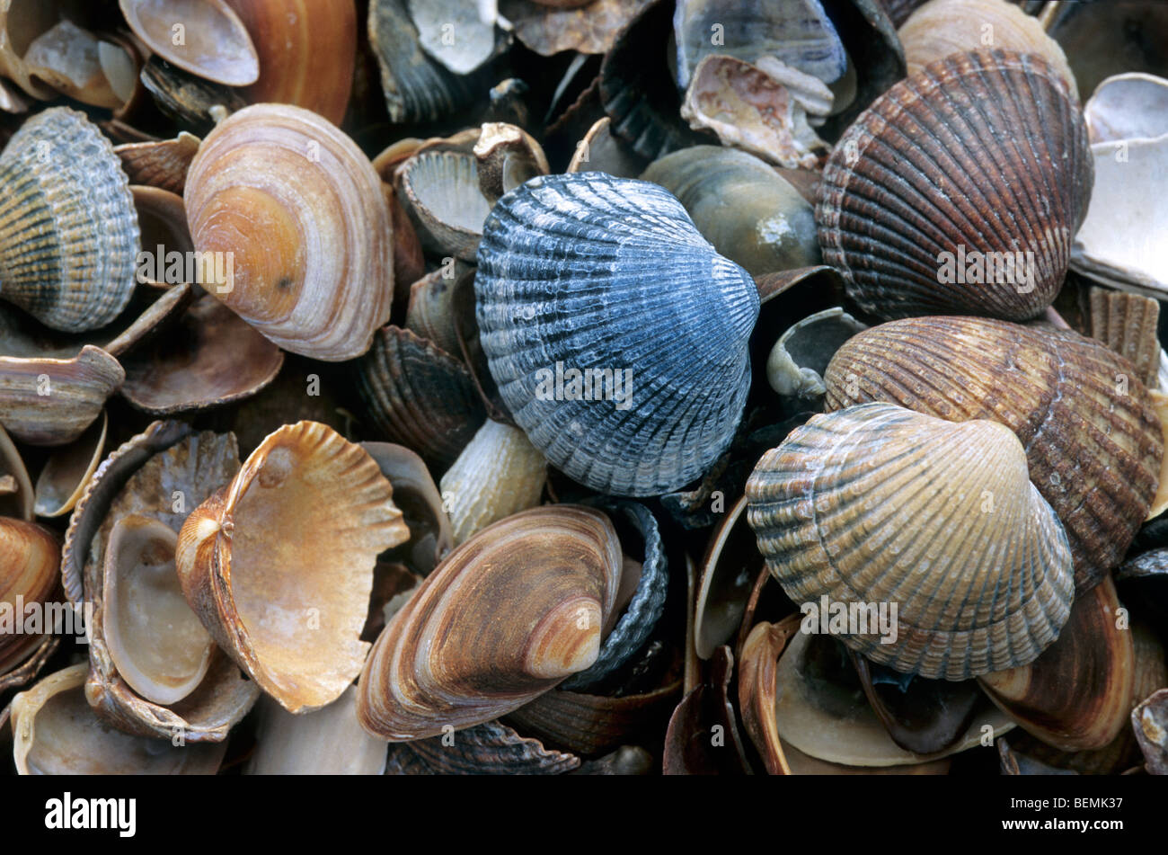 Common cockles cerastoderma edule cardium hi-res stock photography and ...