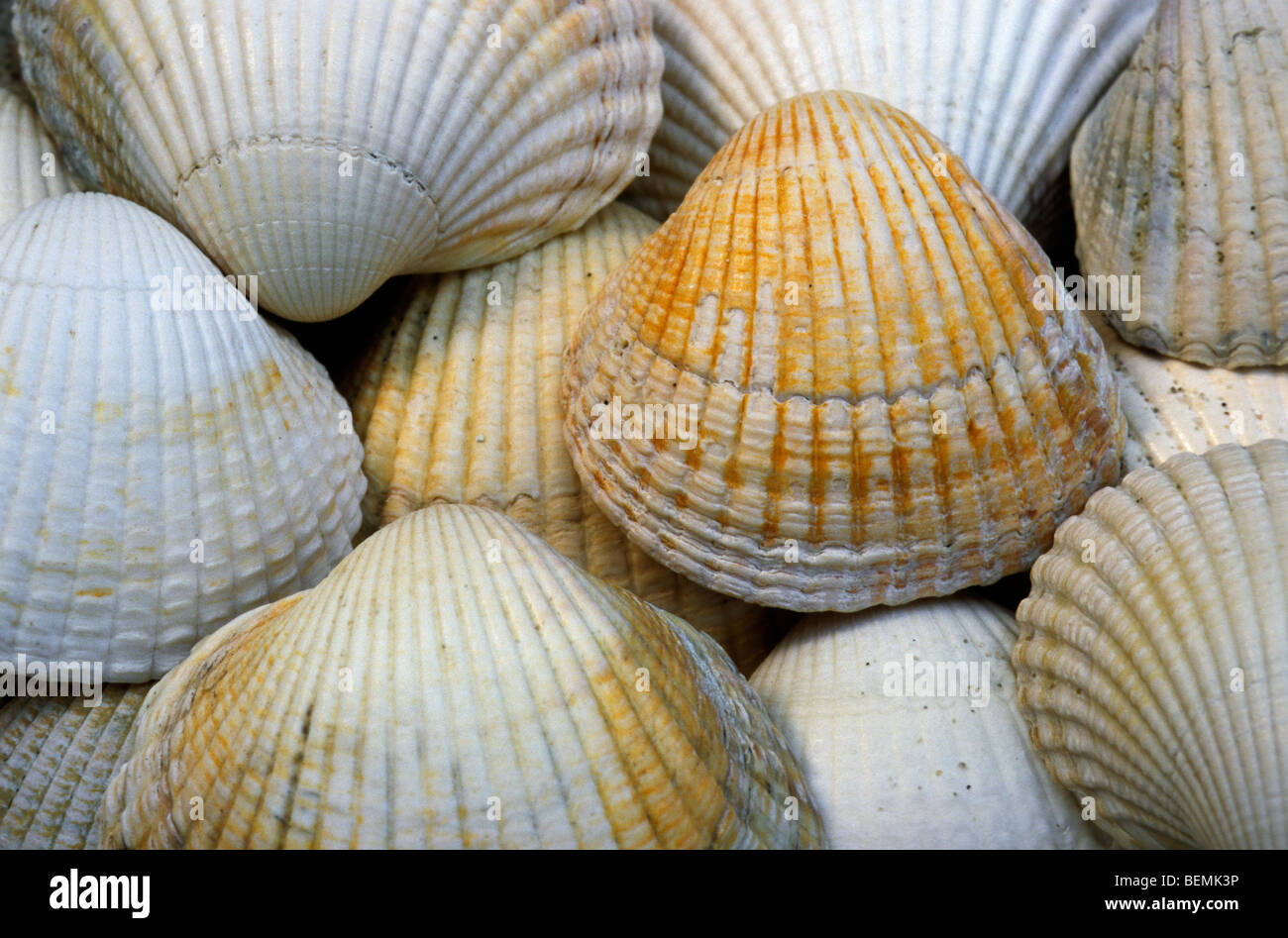 Common cockles (Cerastoderma edule / Cardium edule) on beach, Belgium ...