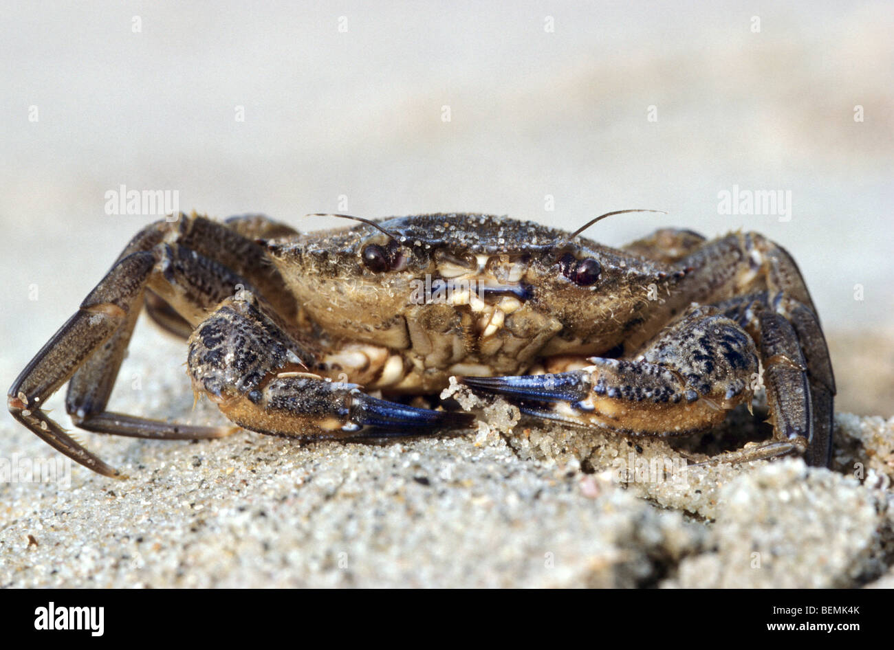 Common shore crab (Carcinus maenas) on beach, Belgium Stock Photo - Alamy