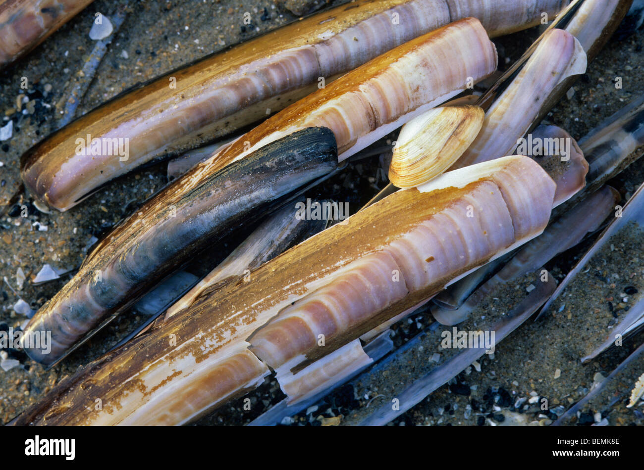 Razor clams uk hi-res stock photography and images - Alamy