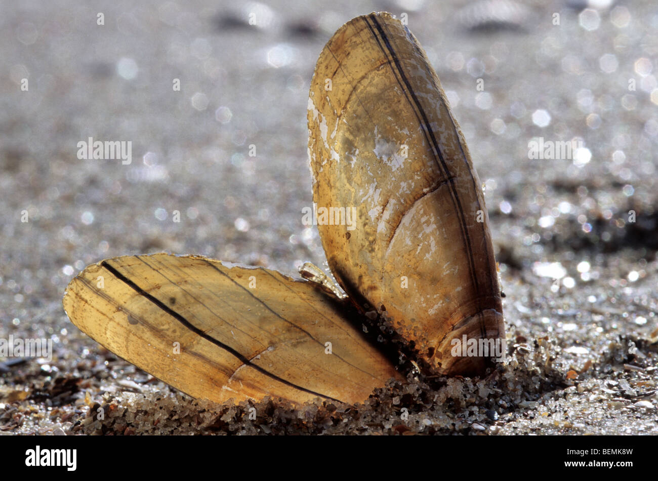 Common / Blue mussel (Mytilus edulis) on beach, Belgium Stock Photo - Alamy