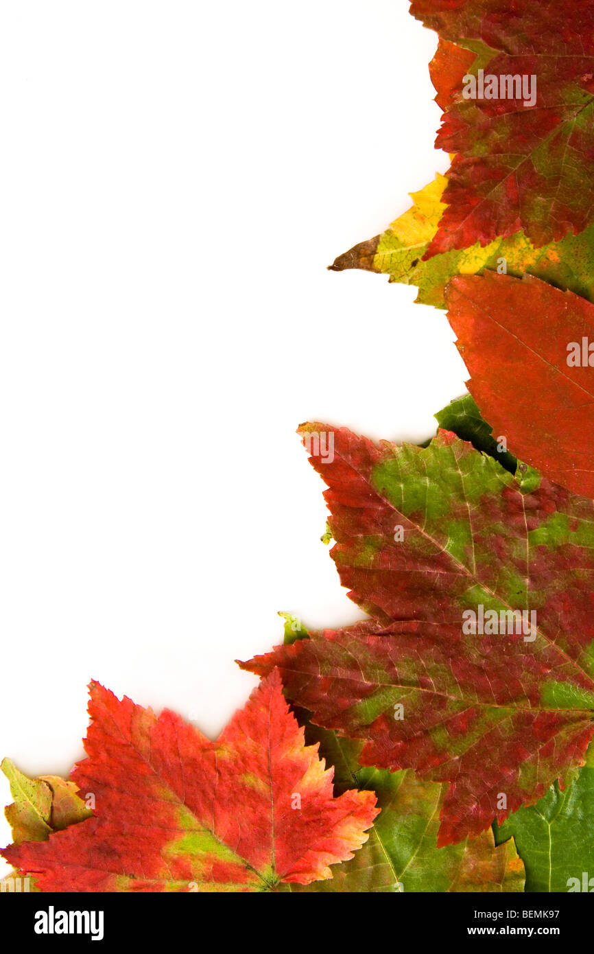 Leaves cut out hi-res stock photography and images - Alamy