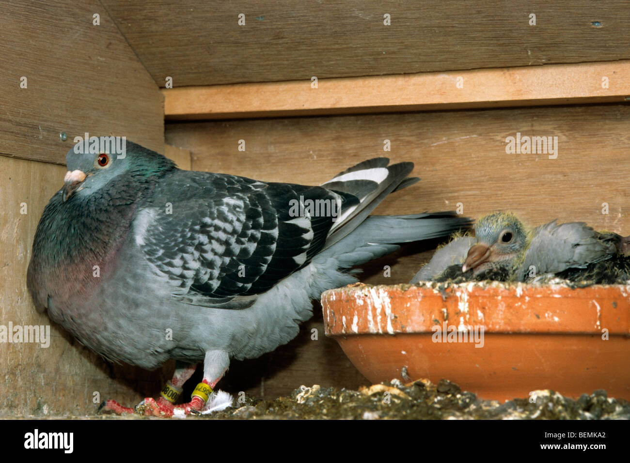 Pigeon nest nesting hi-res stock photography and images - Alamy