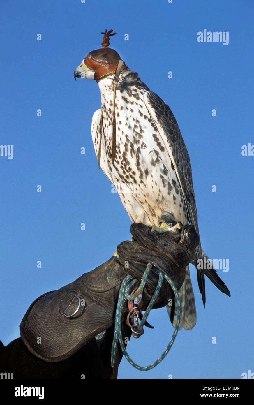 Peregrine falcon hood hi-res stock photography and images - Alamy
