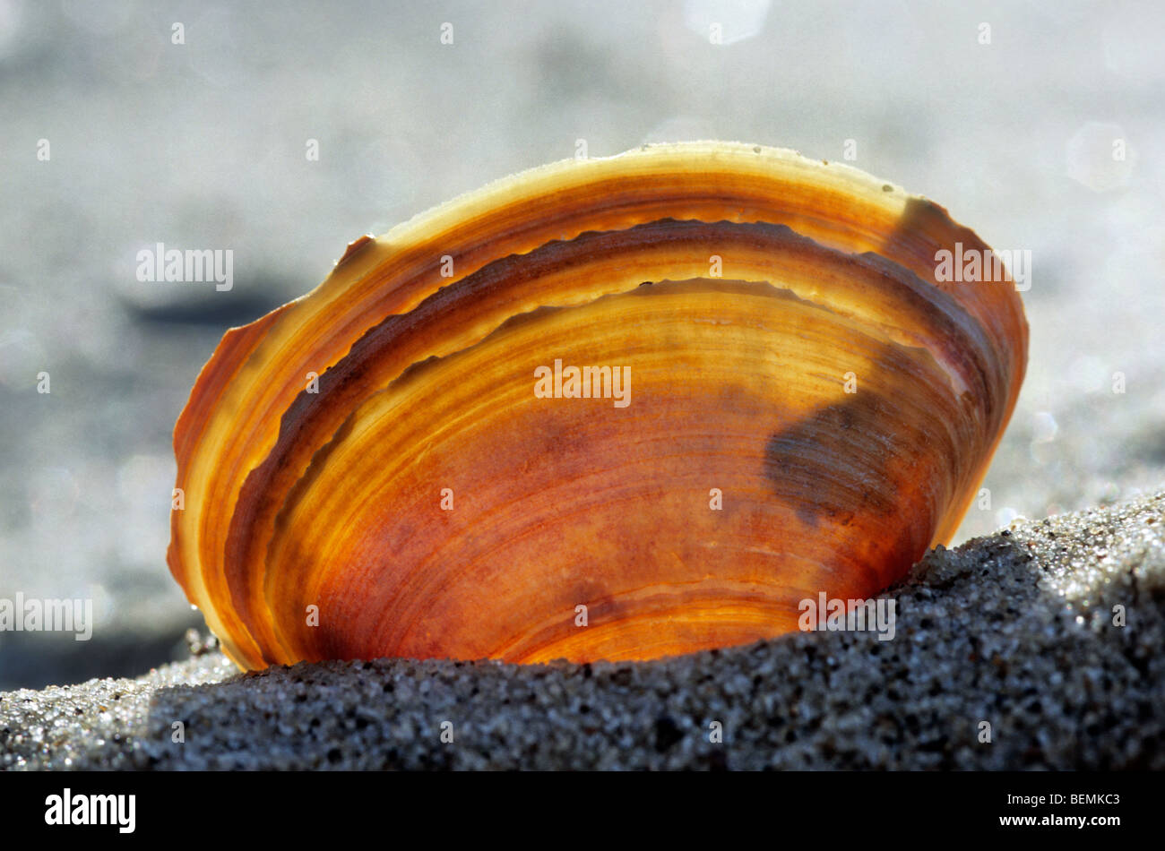 Elliptical trough shell (Spisula elliptica) on beach, Belgium Stock ...