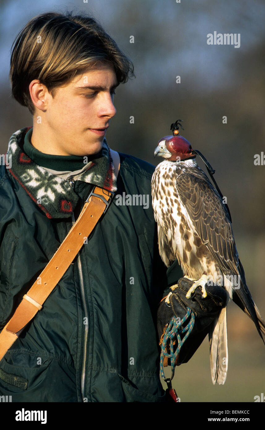 Peregrine falcon (Falco peregrinus) wearing leather hood perched on ...
