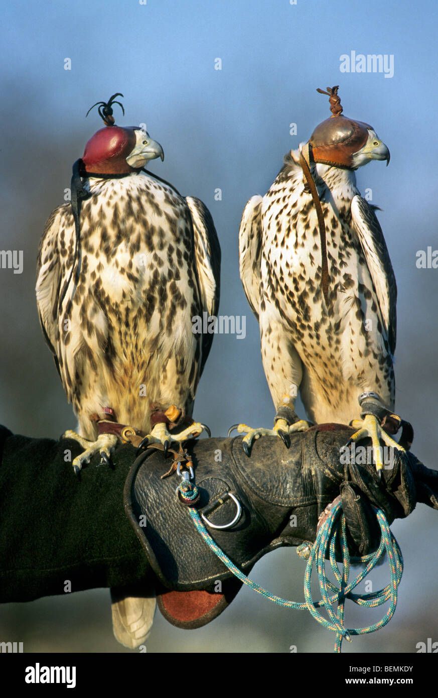 Two Peregrine falcons (Falco peregrinus) wearing leather hoods perched ...
