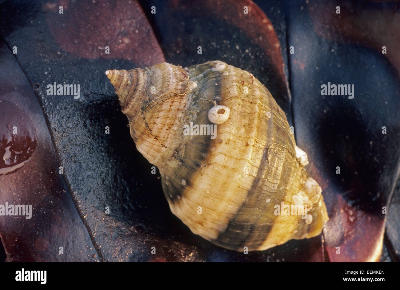 Nucella lapillus hi-res stock photography and images - Alamy