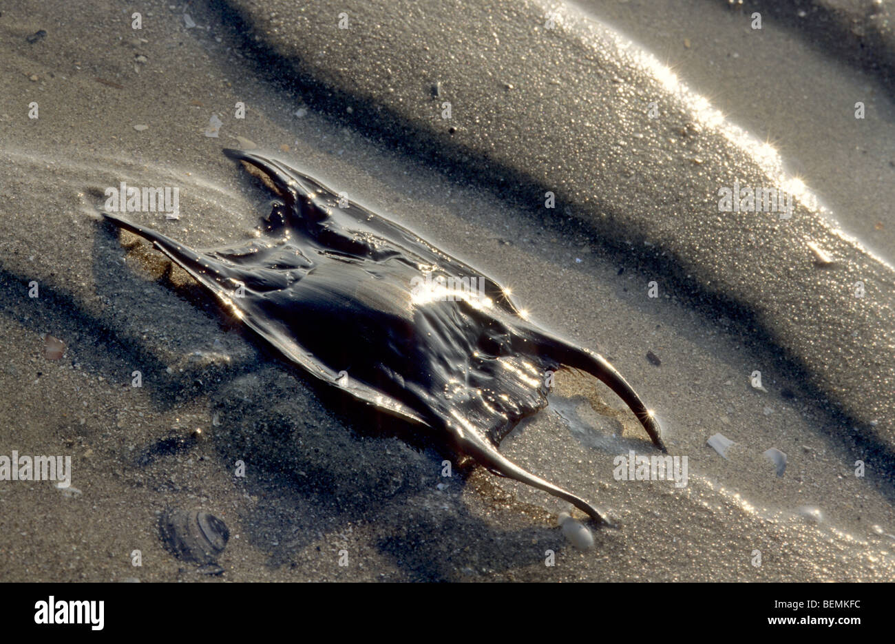 Egg case / mermaids purse of a Thornback ray / Thornback skate (Raja ...