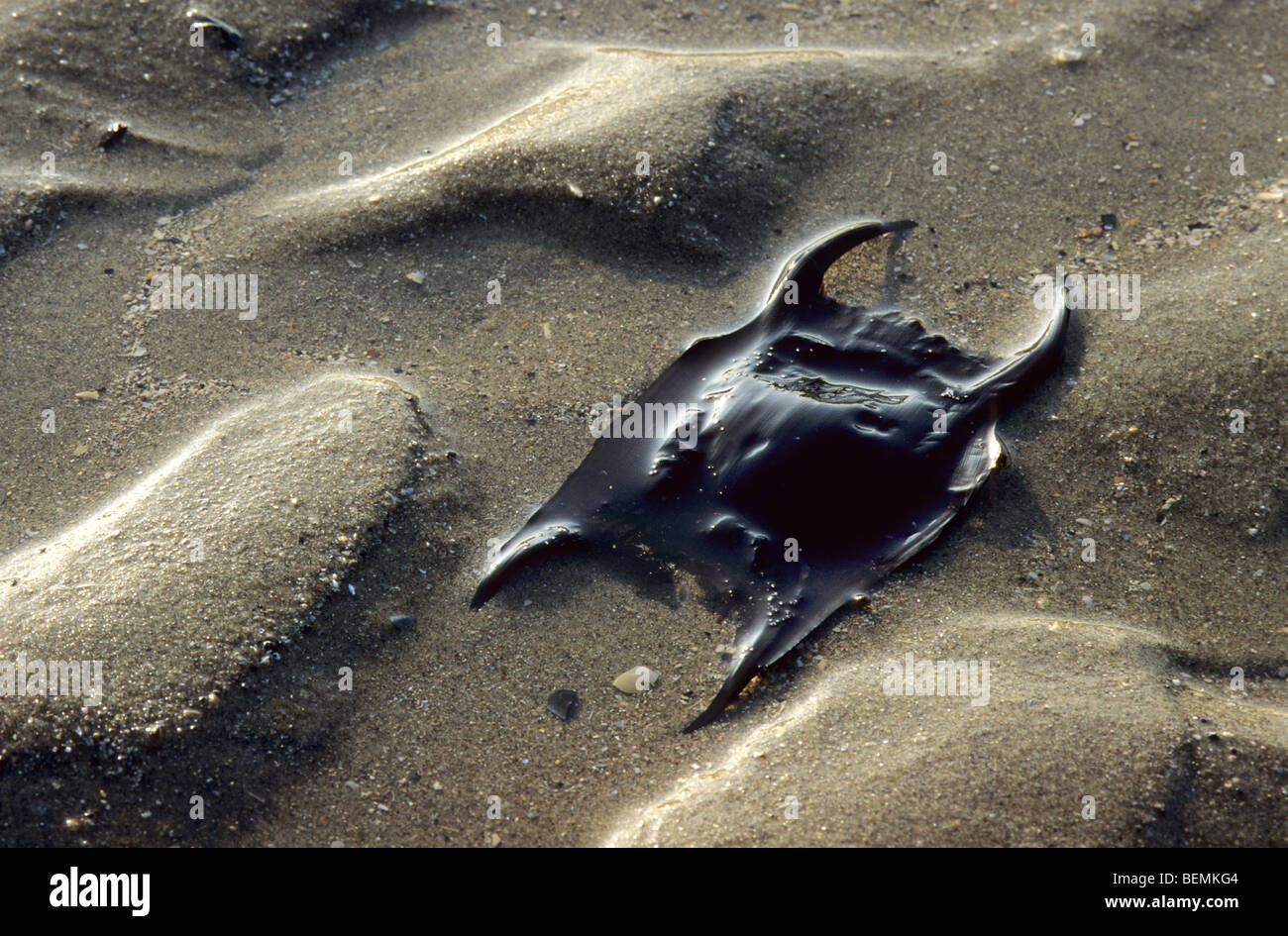 Egg case / mermaids purse of a Thornback ray / Thornback skate (Raja ...