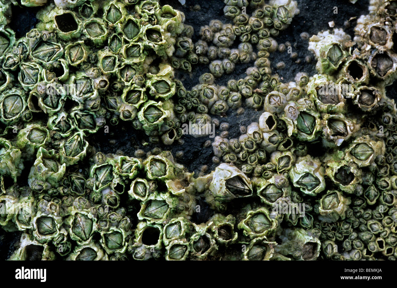 Rock barnacle semibalanus balanoides hi-res stock photography and ...