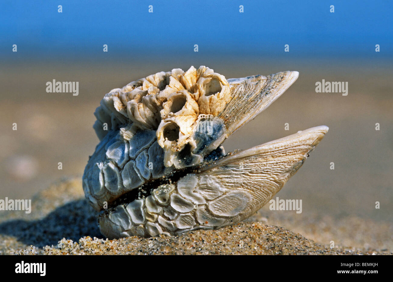 Acorn barnacles (Semibalanus balanoides) on shell on beach, Belgium ...