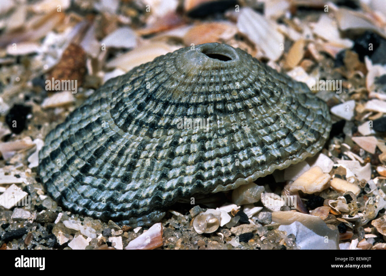 Keyhole limpet shell hi-res stock photography and images - Alamy