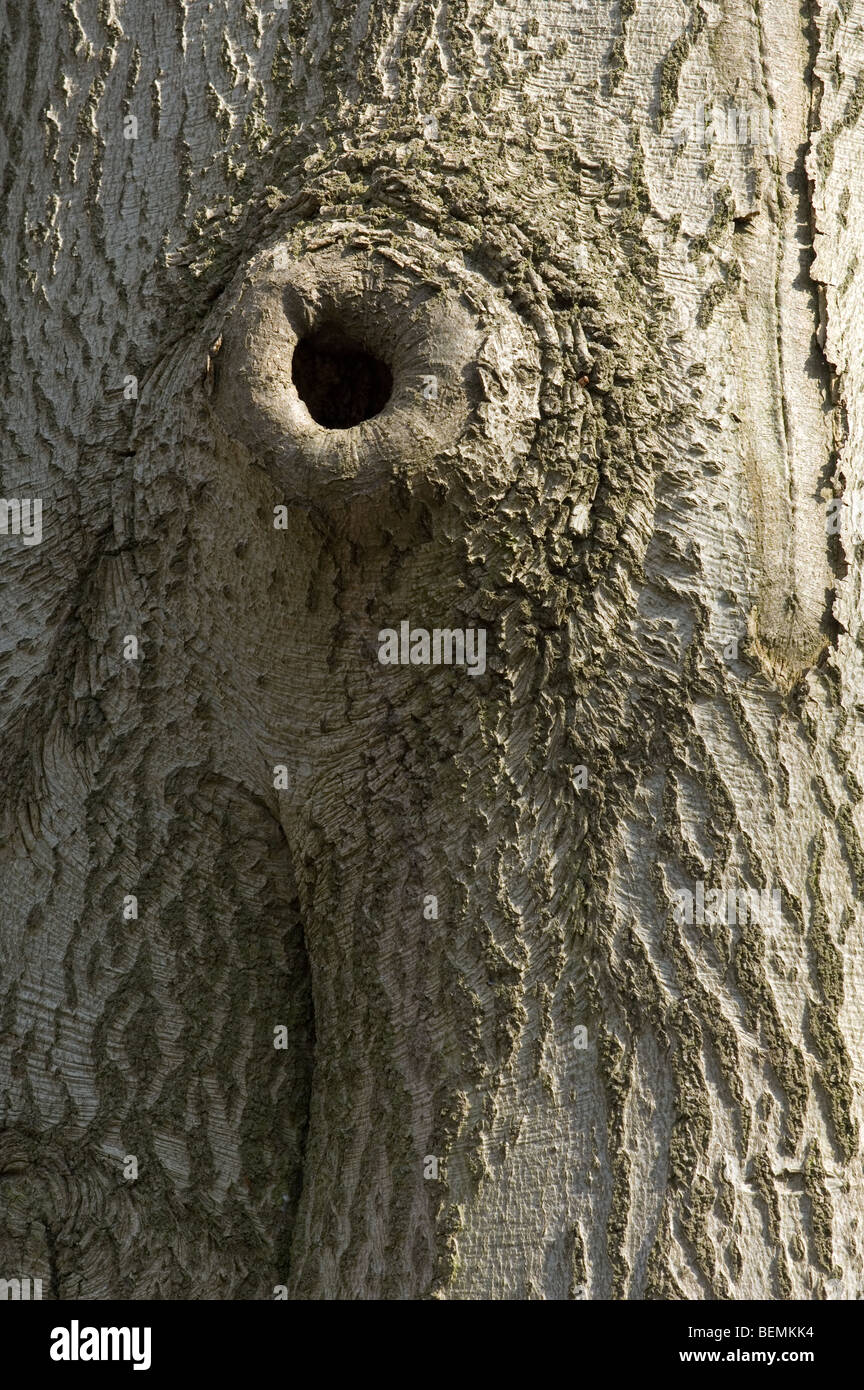 Callus hi-res stock photography and images - Alamy