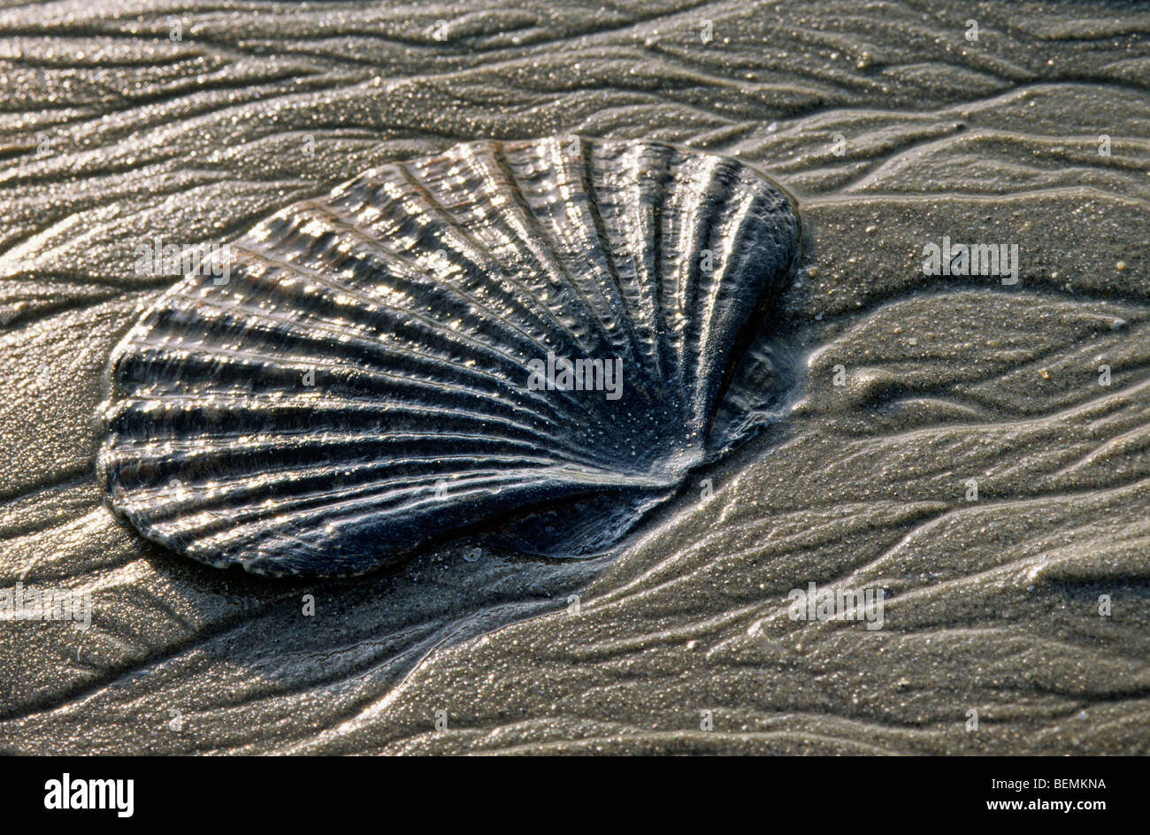 Pilgrims shells hi-res stock photography and images - Alamy