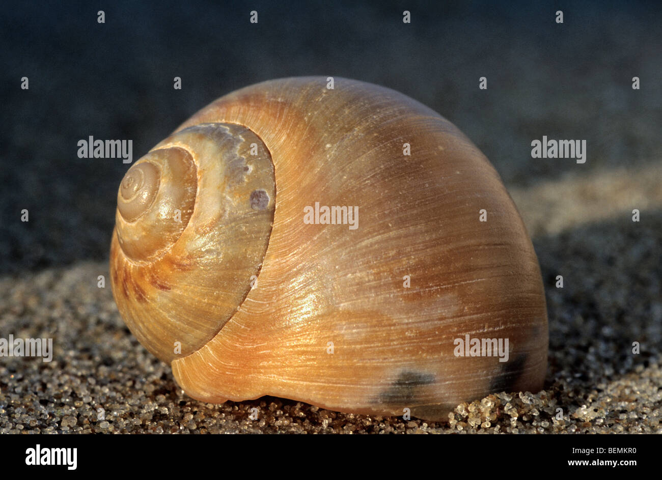 Polinices hi-res stock photography and images - Alamy