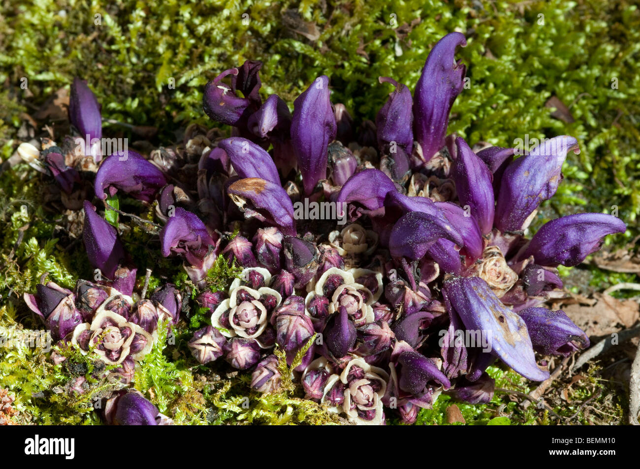 Purple Toothwort (Lathracea clandestina Stock Photo - Alamy